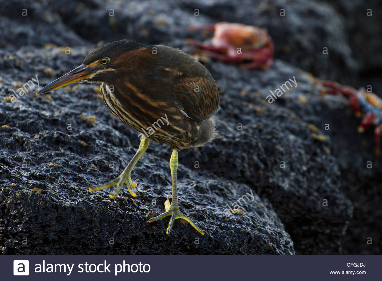 Portrait of a striated heron standing on rocks Stock Photo - Alamy