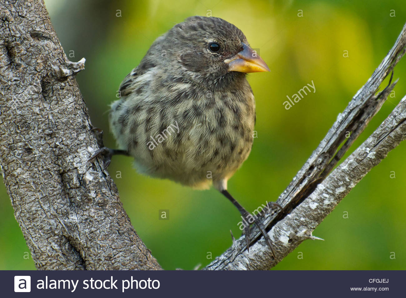 Portrait of a juvenile medium ground finch Stock Photo - Alamy