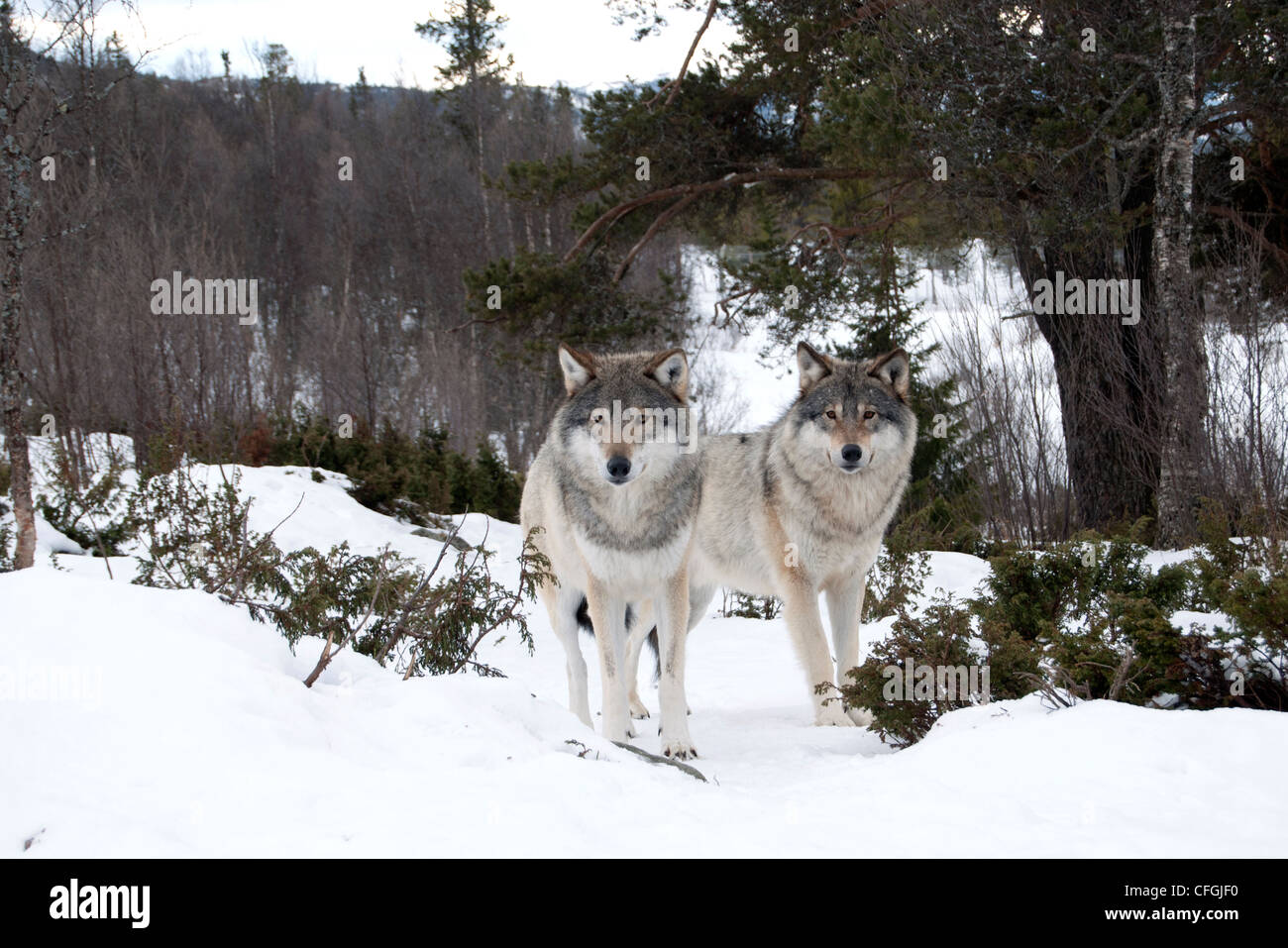 Two male grey wolves in the snow Stock Photo - Alamy
