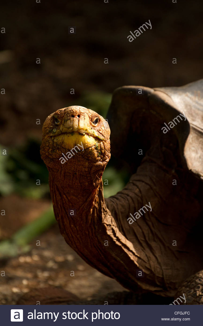 Portrait of Diego, an endangered Espanola tortoise Stock Photo - Alamy