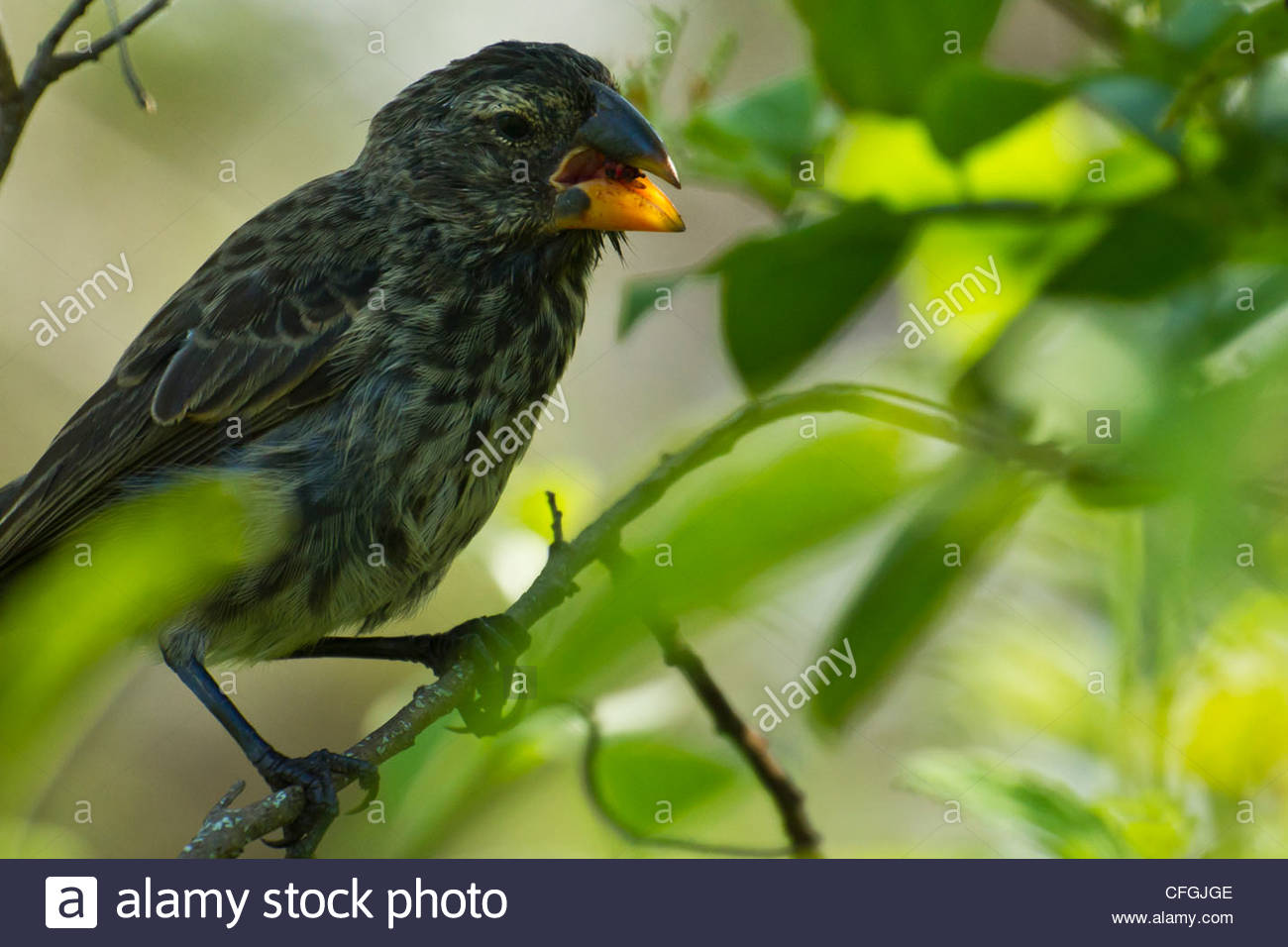 Large ground finch galapagos island hi-res stock photography and images ...