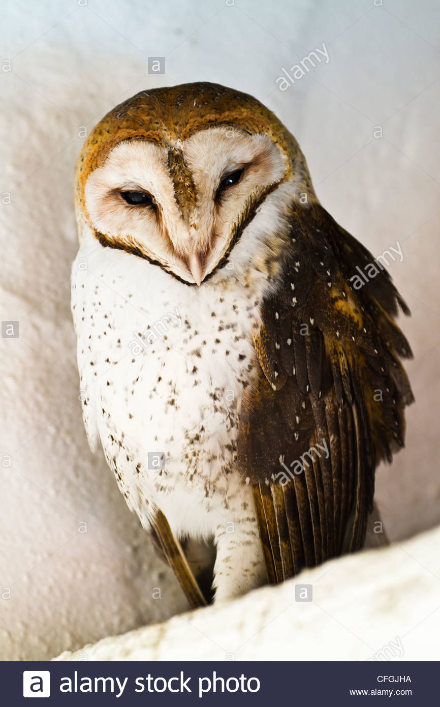 Portrait of a Galapagos barn owl Stock Photo - Alamy