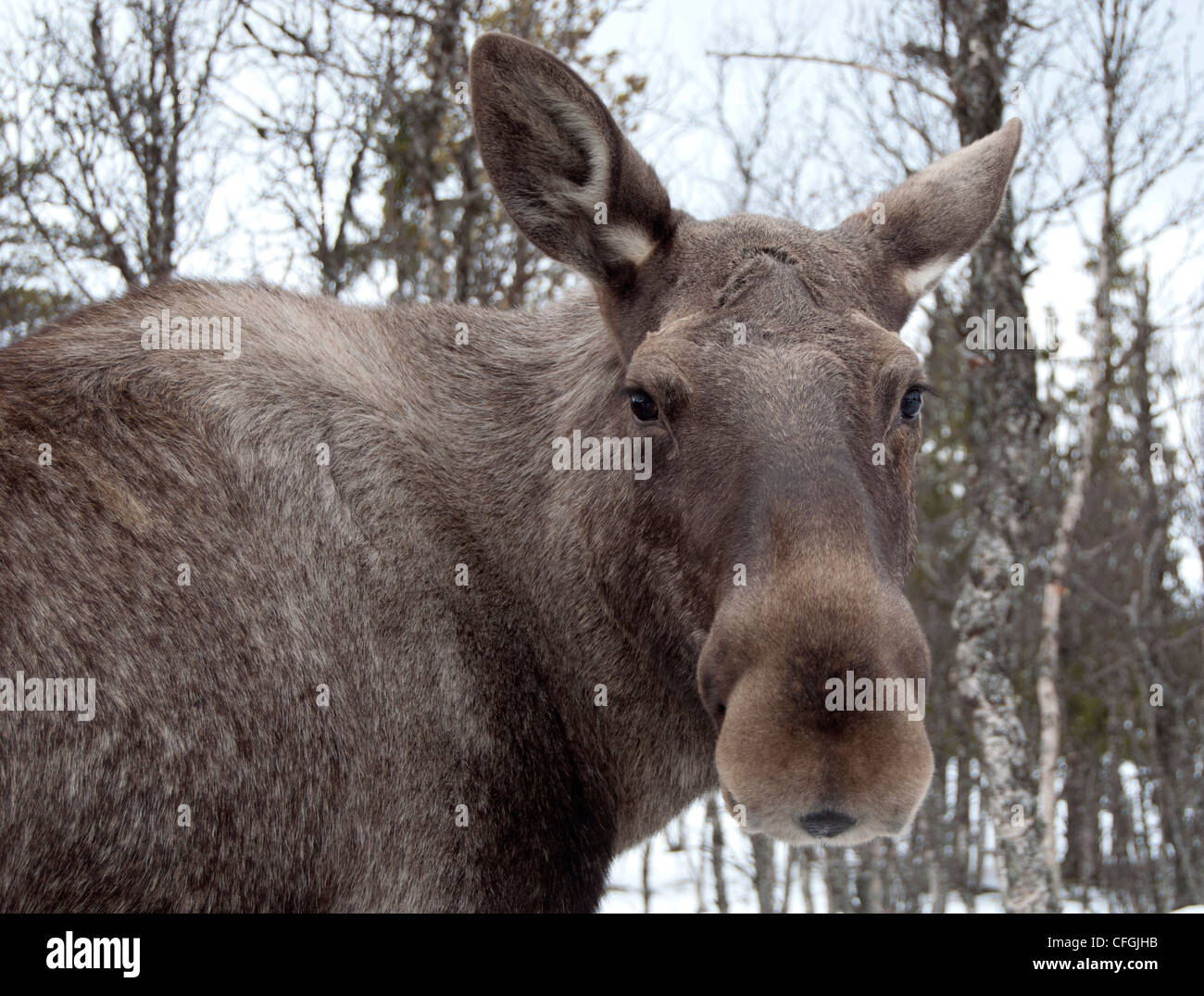 Moose nose hi-res stock photography and images - Alamy
