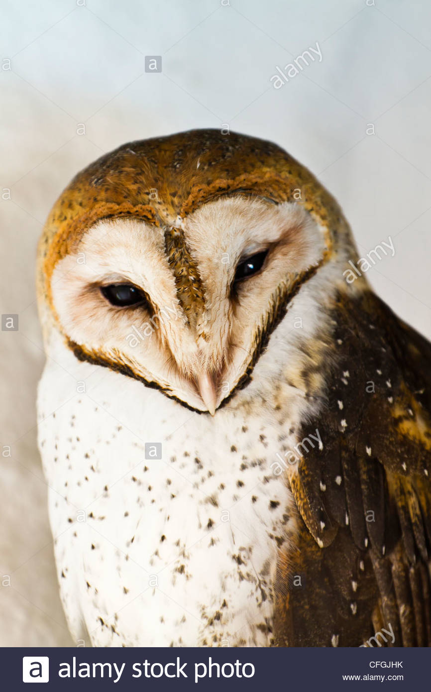 Galapagos barn owl hi-res stock photography and images - Alamy