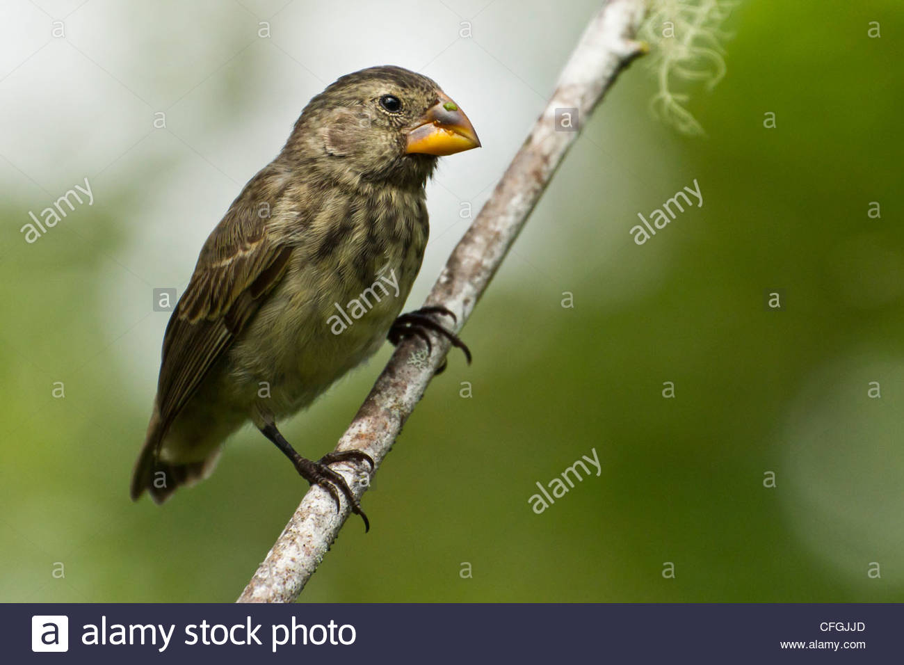 Large ground finches hi-res stock photography and images - Alamy