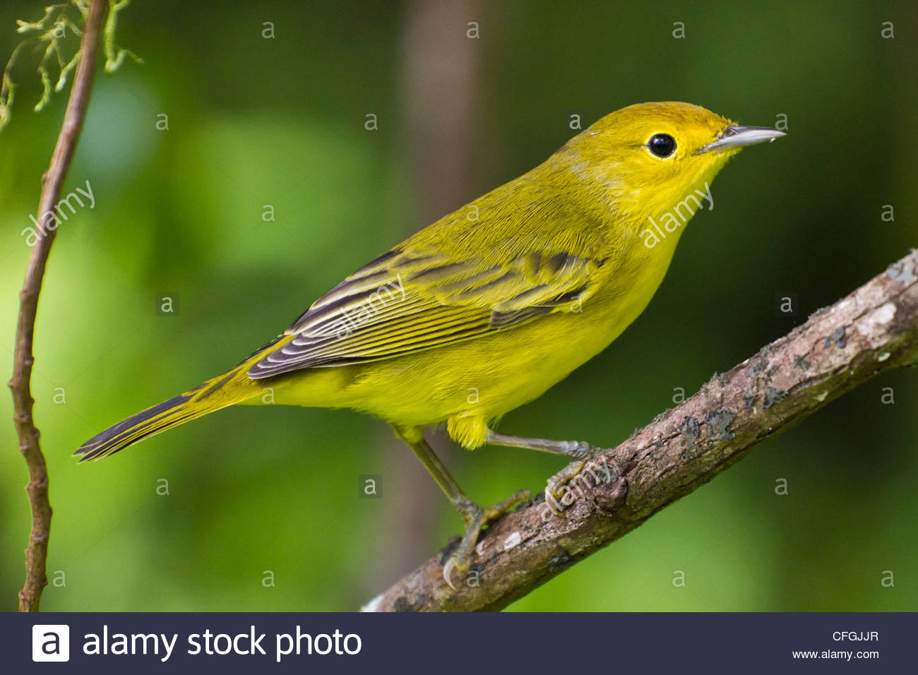 Side portrait of a male yellow warbler on a branch Stock Photo - Alamy