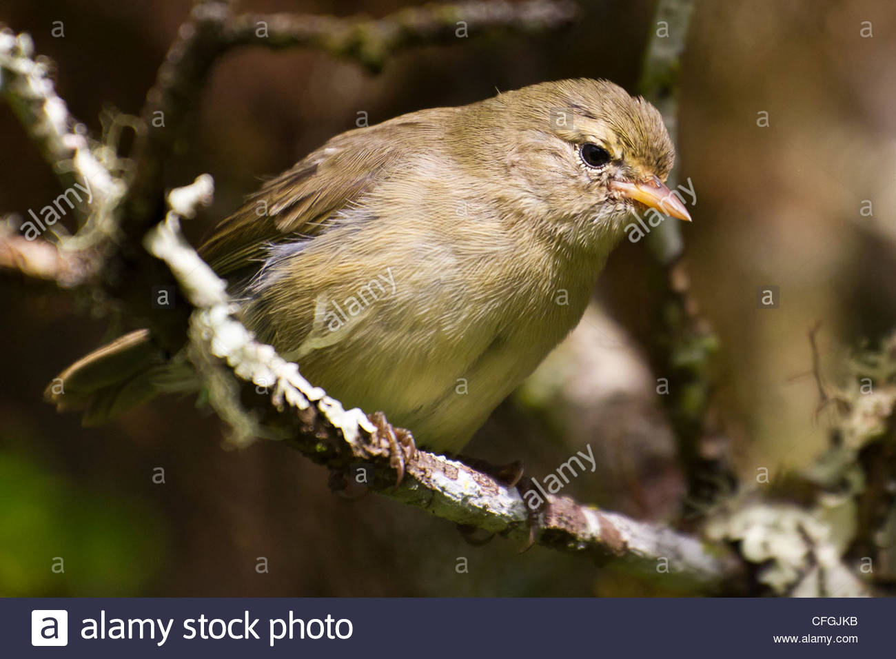 Close up of a warbler finch in a tree Stock Photo - Alamy