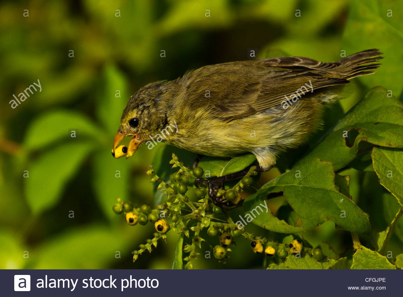 A large-billed finch eats berries from a tree Stock Photo - Alamy