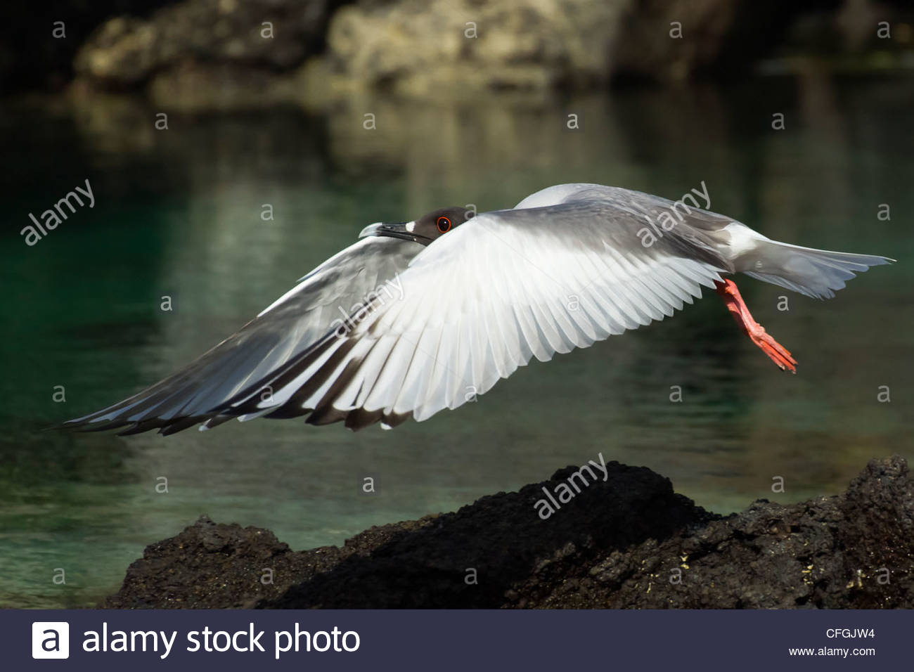 A swallow-tale gull flying above water Stock Photo - Alamy