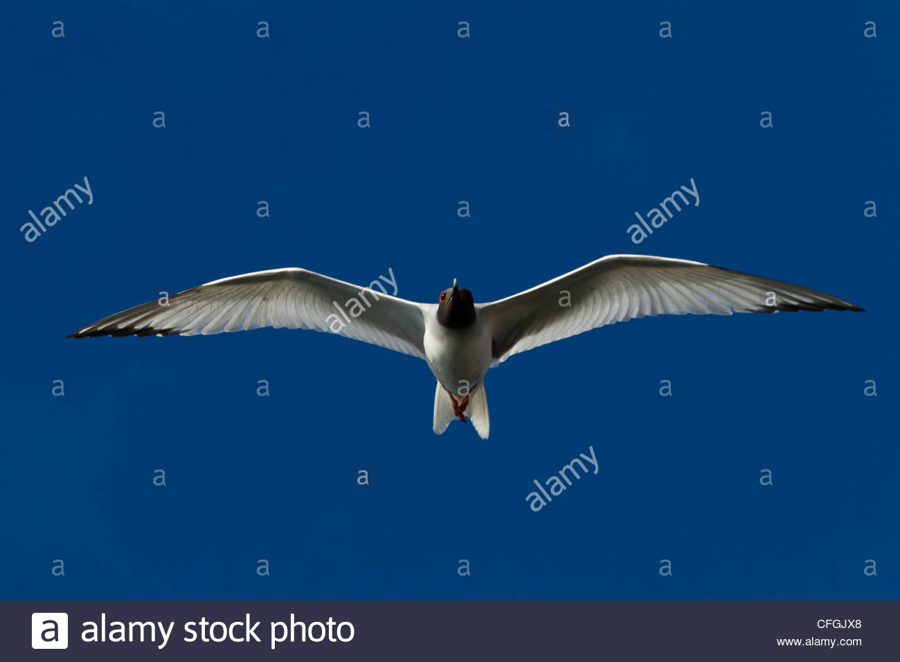 View from underneath a bird flying against a blue sky Stock Photo - Alamy
