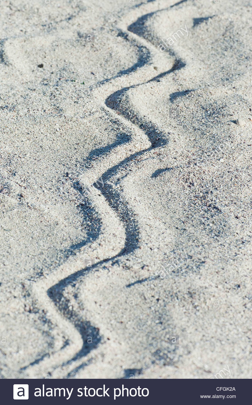 Marine iguana tail tracks in the sand Stock Photo - Alamy