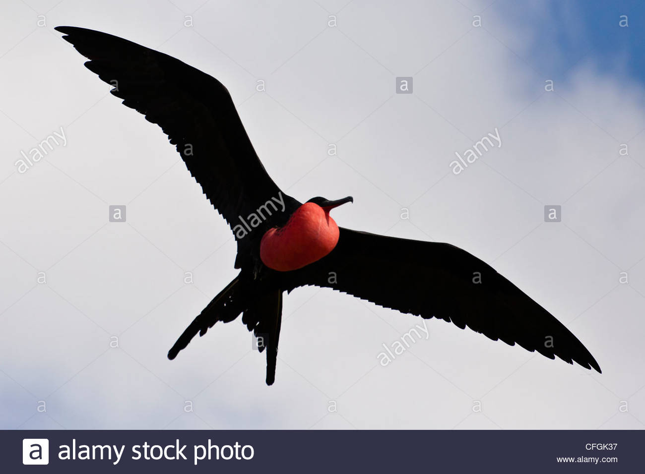 View of a great frigate bird flying against white clouds Stock Photo ...