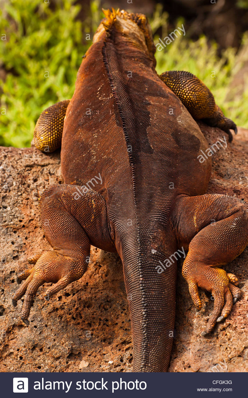 Iguana iguana tail feet hi-res stock photography and images - Alamy