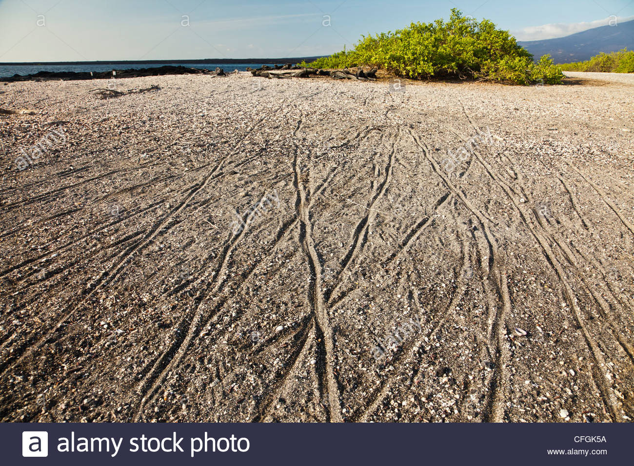 Marine iguana tracks in the sand Stock Photo - Alamy