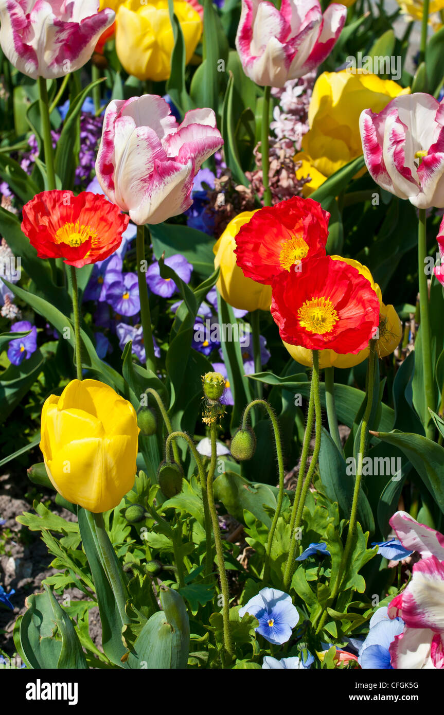 wild flowers,Honfleur, Normandy, France, Europe Stock Photo - Alamy