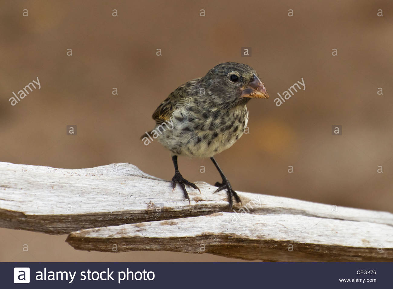 Medium ground finches hi-res stock photography and images - Alamy