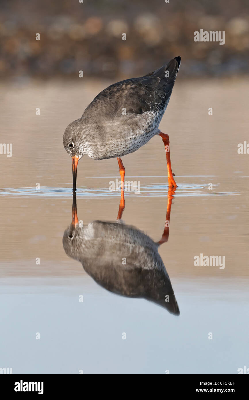 Redshank portrait hi-res stock photography and images - Alamy