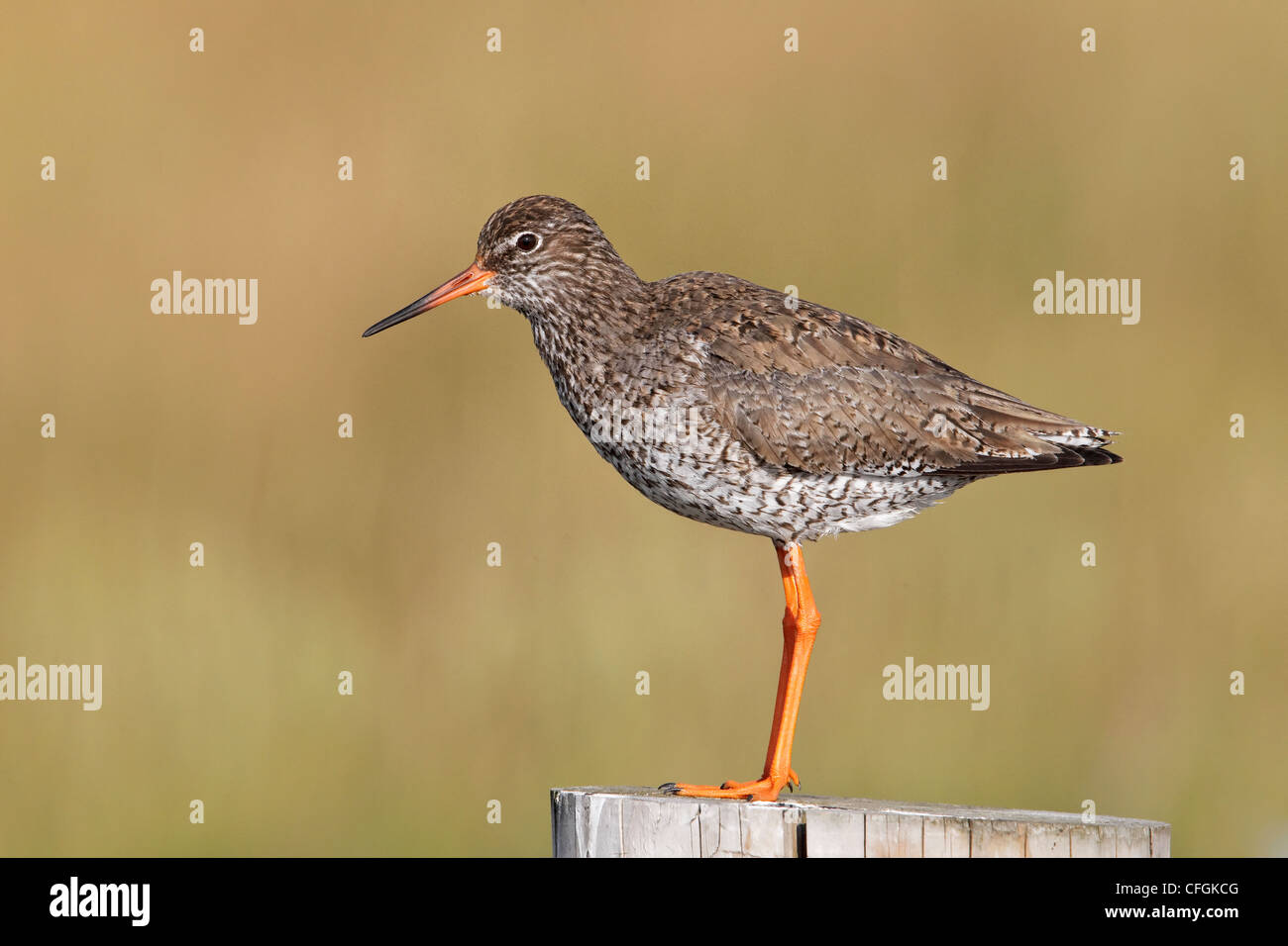 Redshank - adult bird on watch out sentry Stock Photo - Alamy