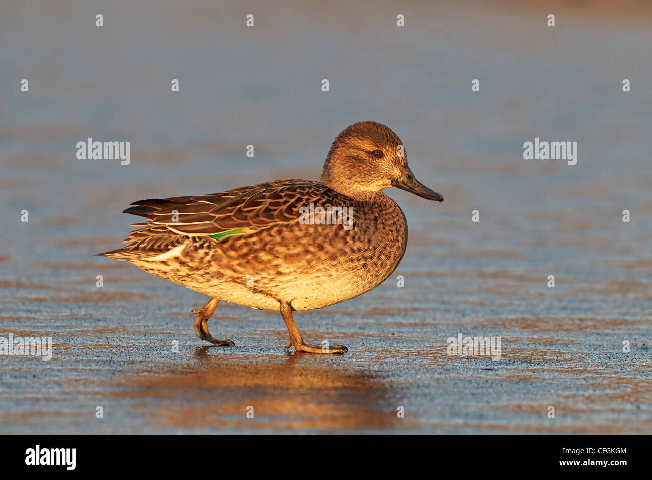 Female Common Teal male - walking on a ice covered coastal lagoon Stock ...