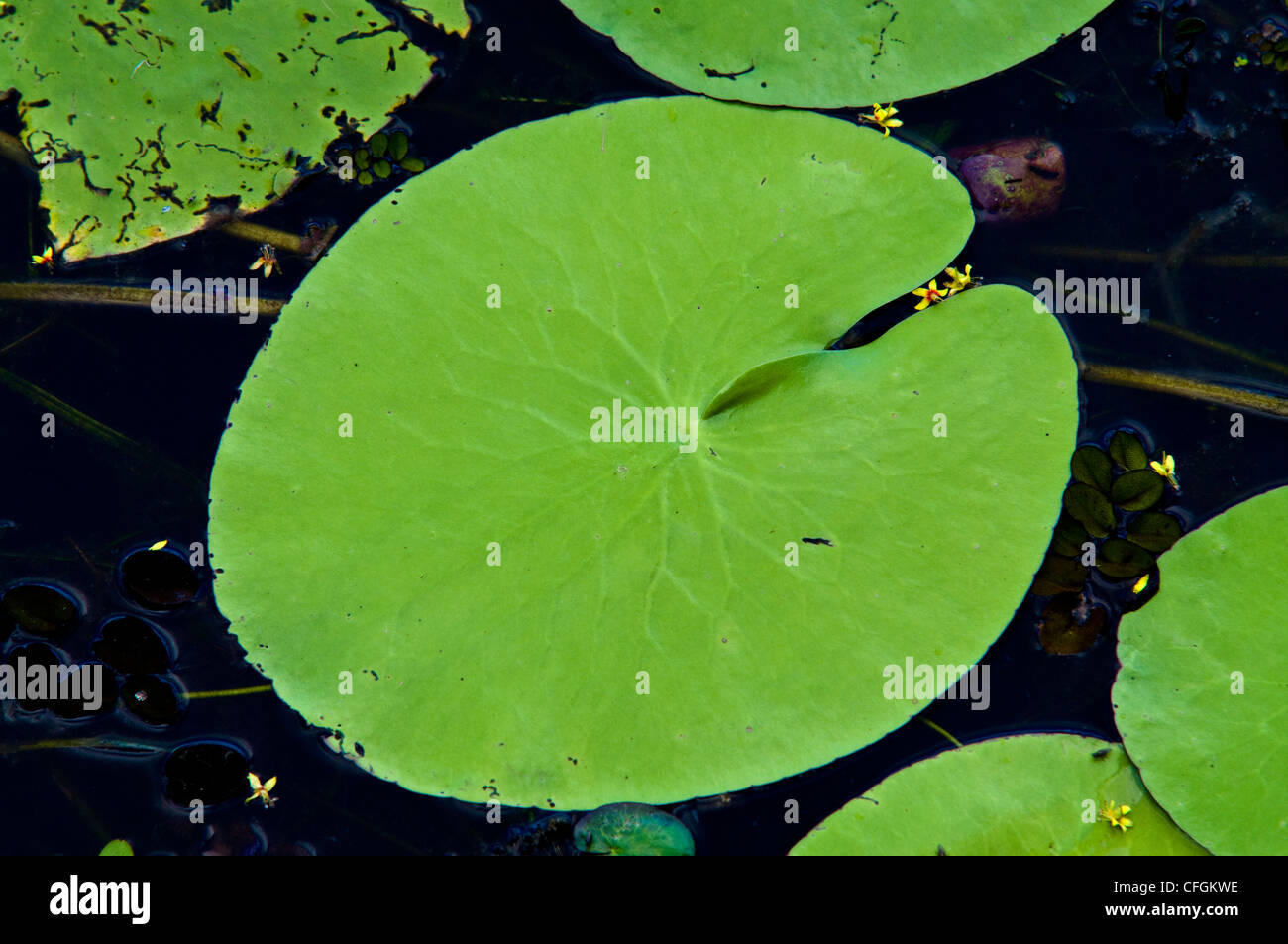 A round, green leaf of a waterlily floating on the surface of a lake ...