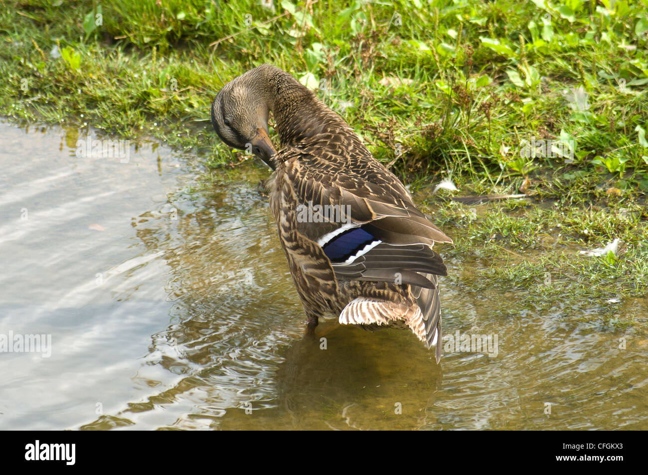 Duck on the water cleans the feathers Stock Photo - Alamy