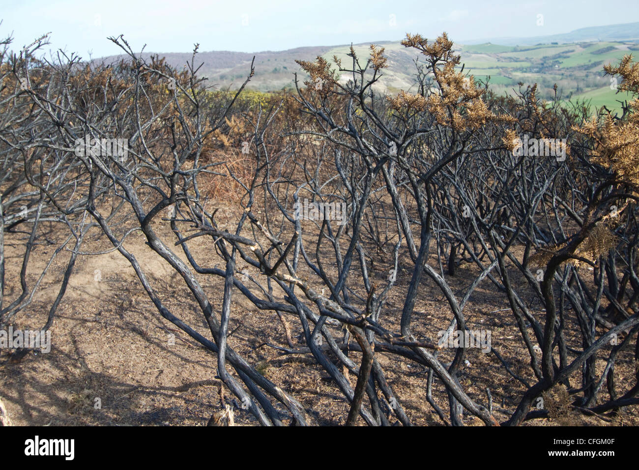 Gorse fire hi-res stock photography and images - Alamy