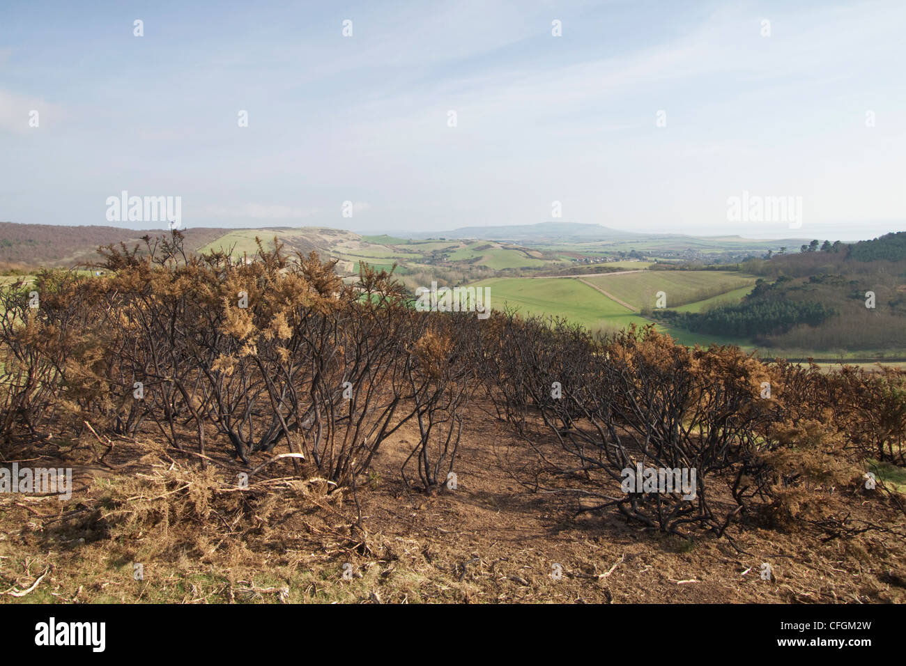 Gorse fire hi-res stock photography and images - Alamy