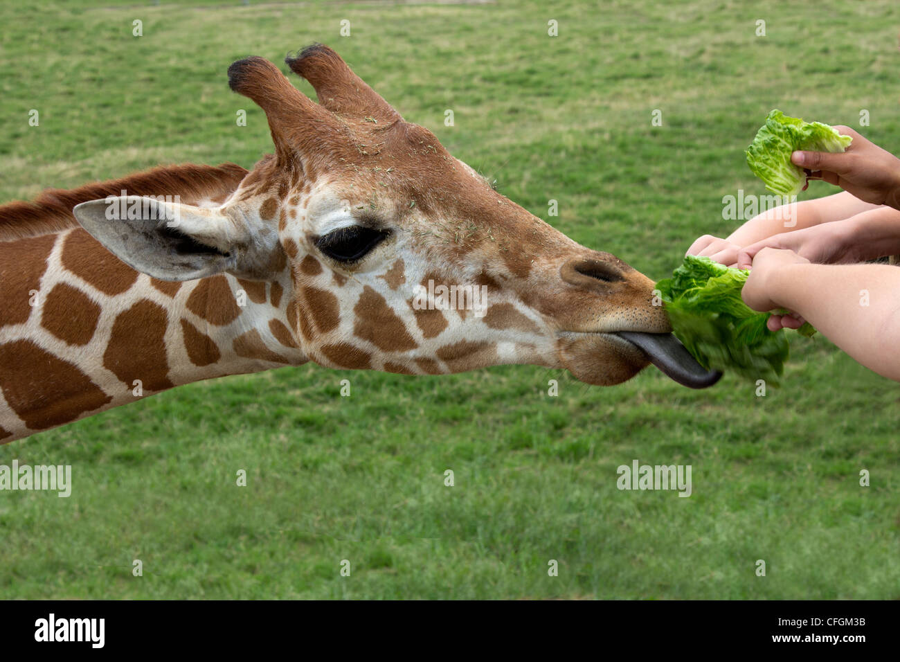 Giraffe petting zoo hi-res stock photography and images - Alamy