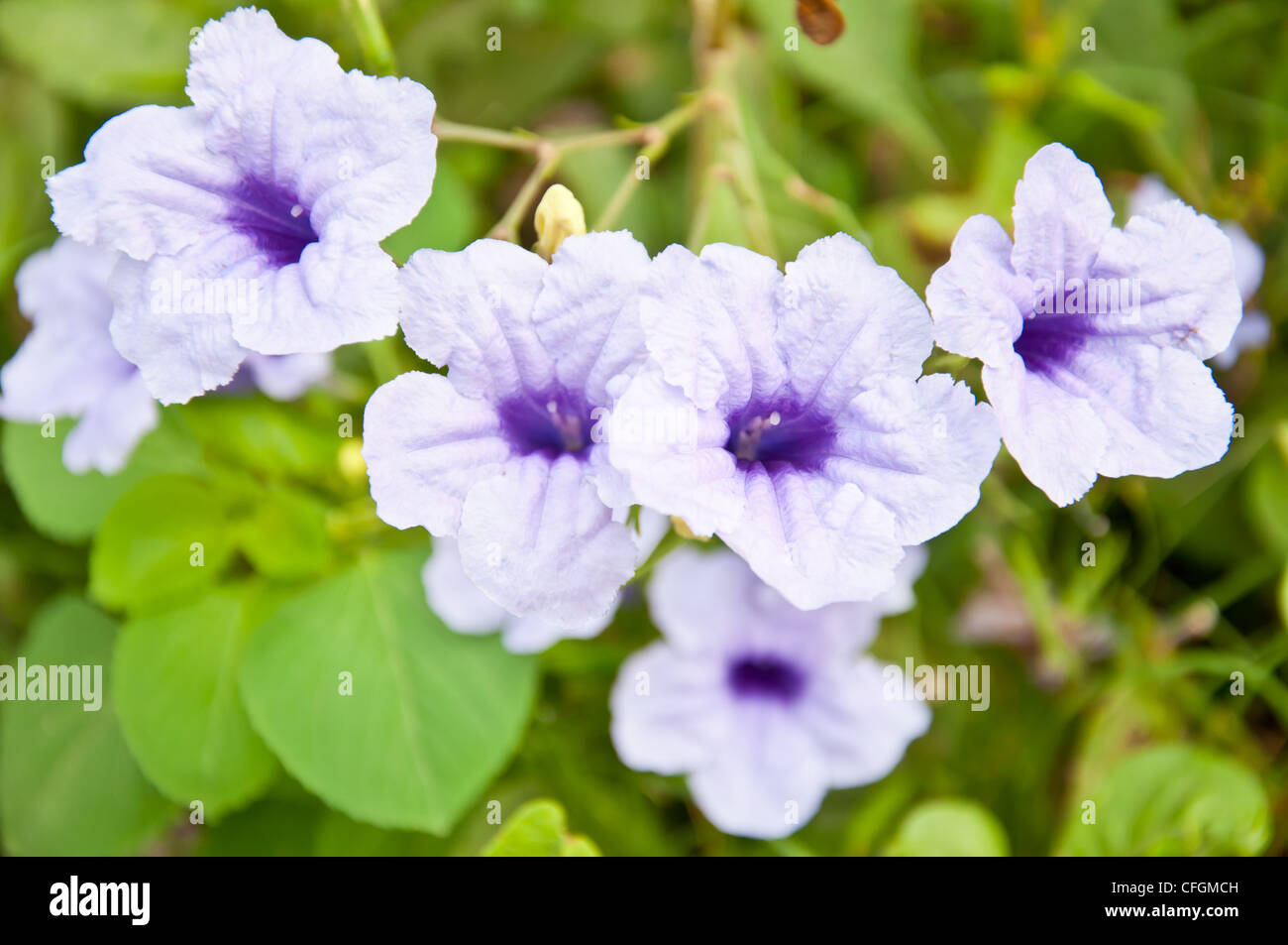 Violet flower in the garden Stock Photo - Alamy