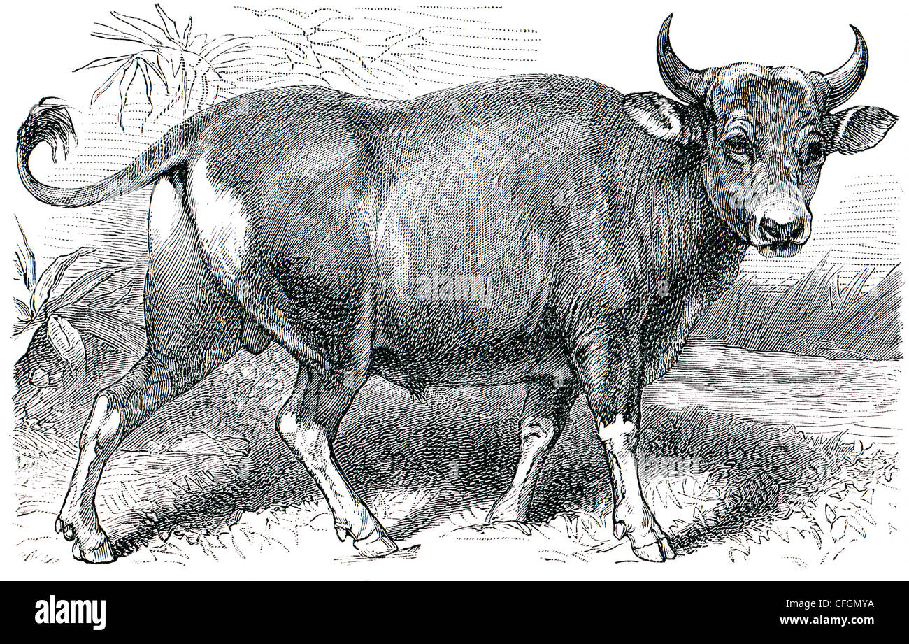 Domesticated banteng tembadau cattle hi-res stock photography and ...