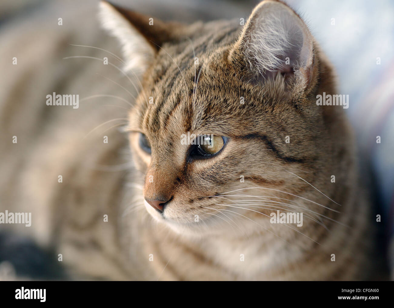 Minnie the minx hi-res stock photography and images - Alamy