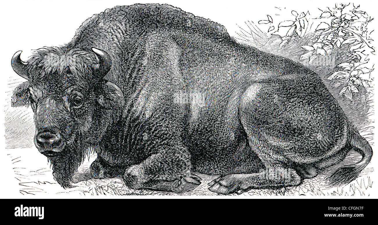 Black white american bison bison hi-res stock photography and images ...