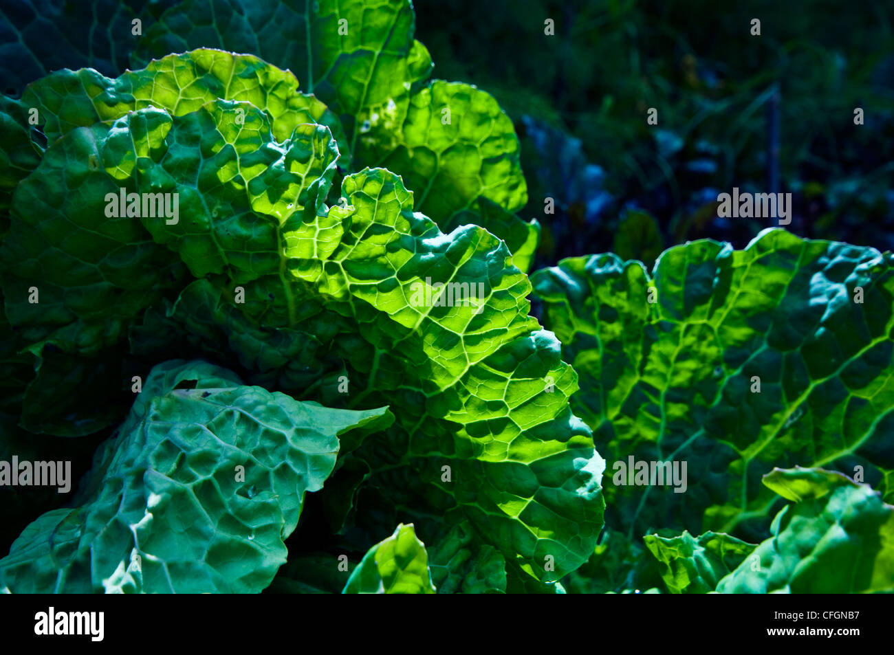 Silverbeet in a vegetable garden by an antique gold mining cottage ...