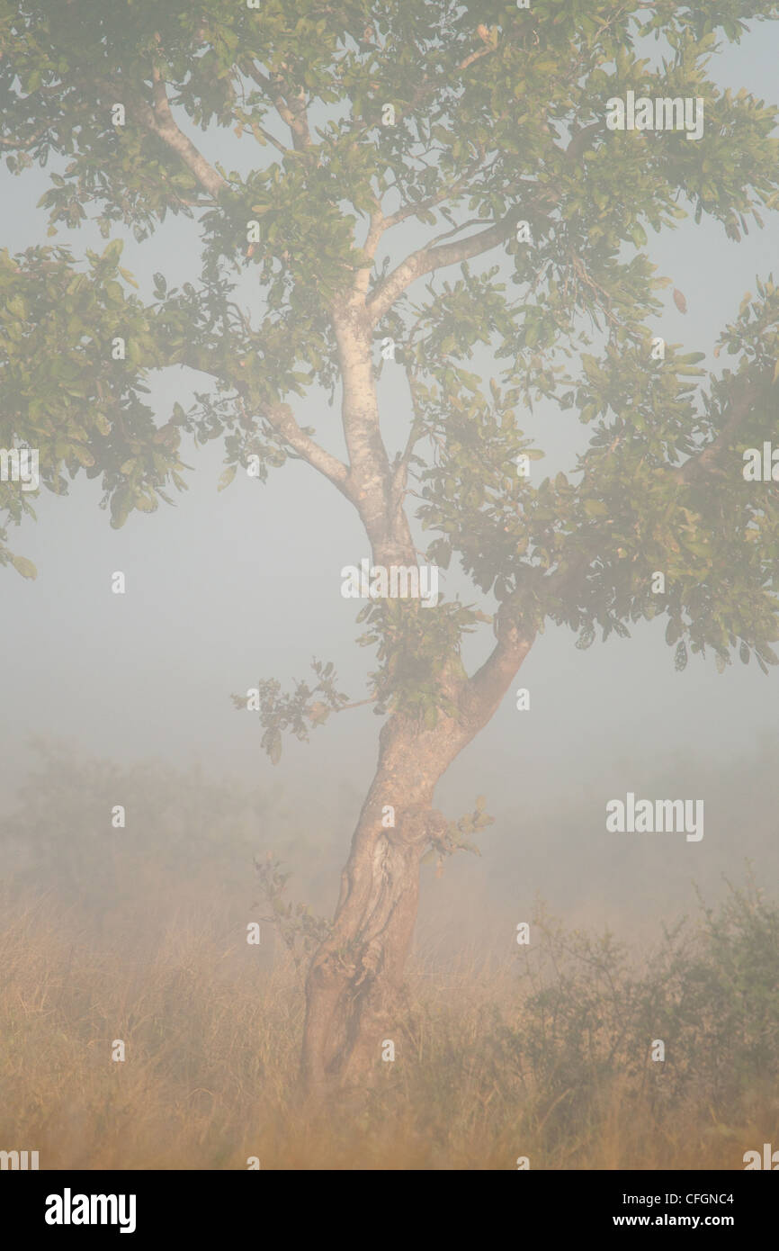 Single tree mist hi-res stock photography and images - Alamy