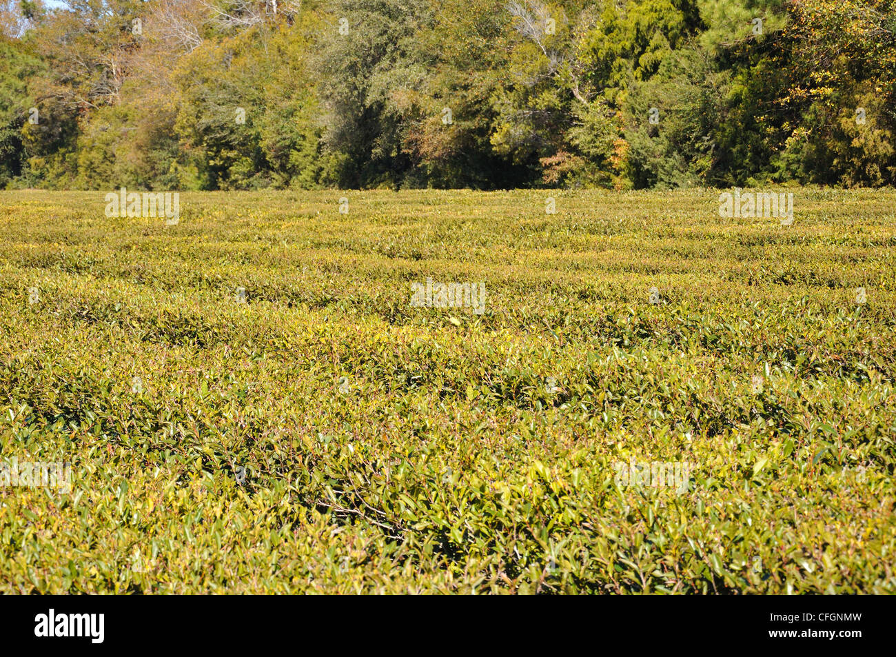 The Charleston Tea Plantation, South Carolina - the only place in the ...
