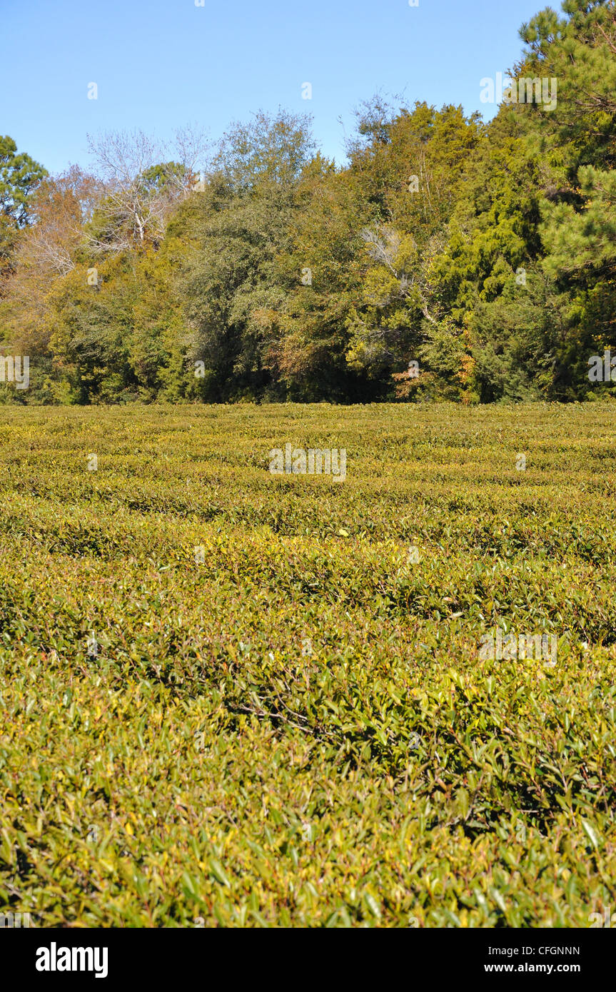 The Charleston Tea Plantation, South Carolina - the only place in the ...