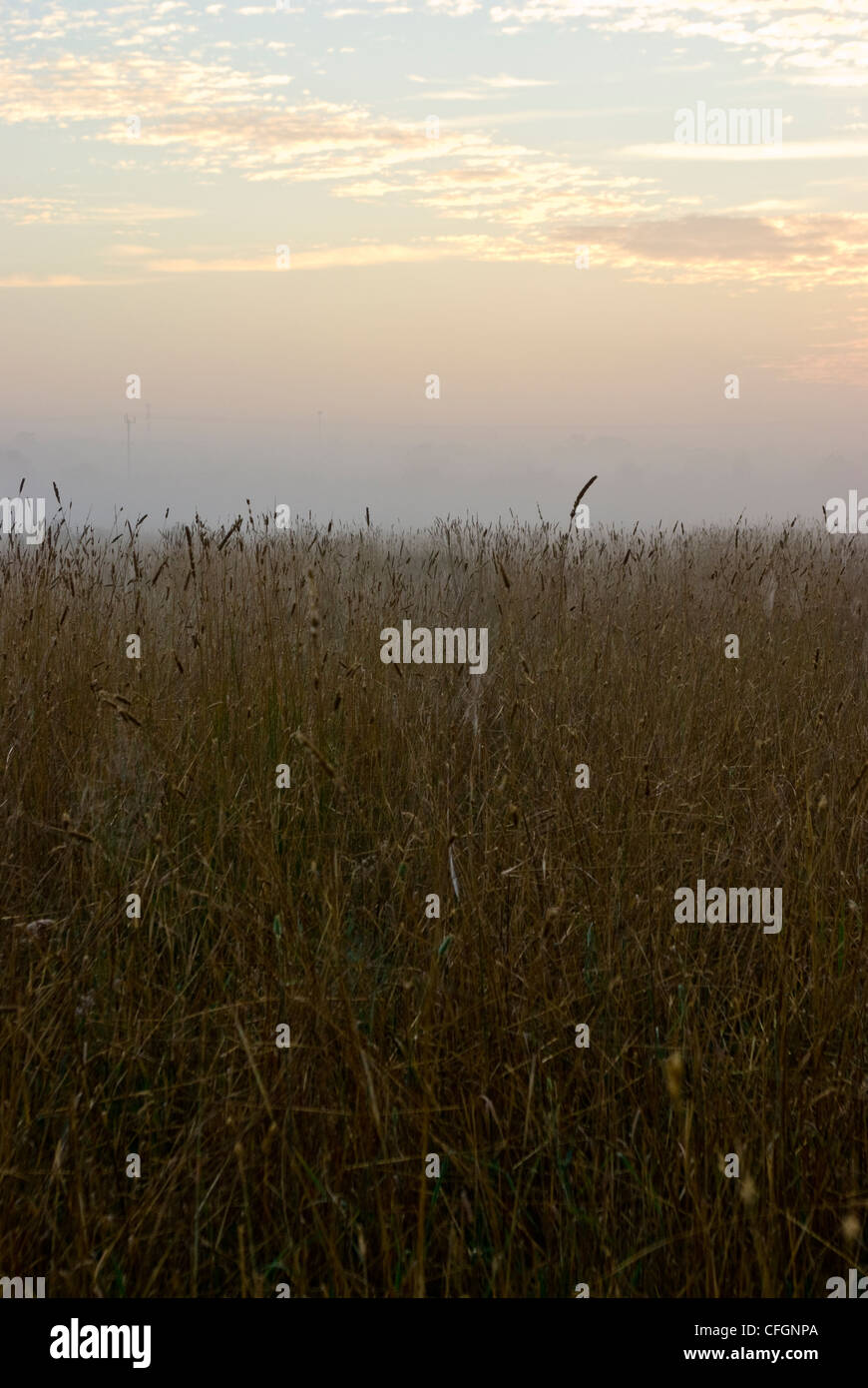 Australia wheat field hi-res stock photography and images - Alamy