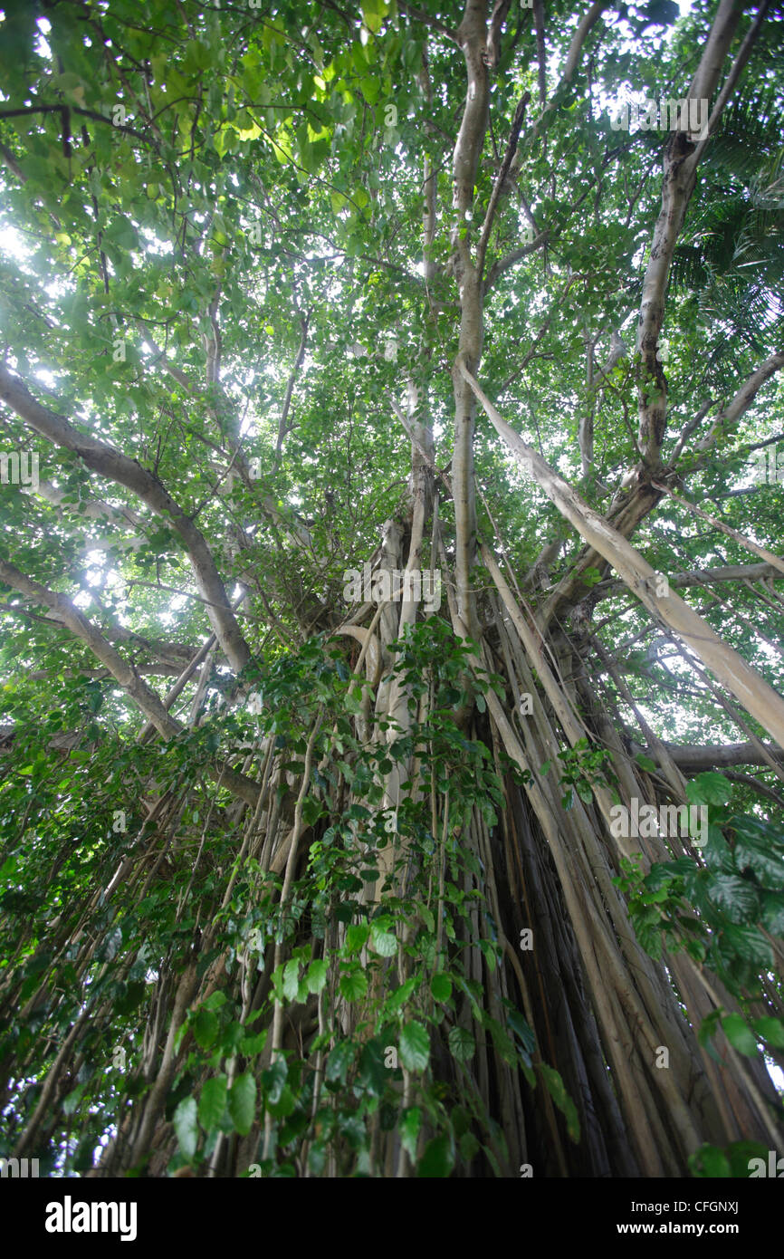 Large banyan tree at Biyadhoo island, Maldives Stock Photo - Alamy