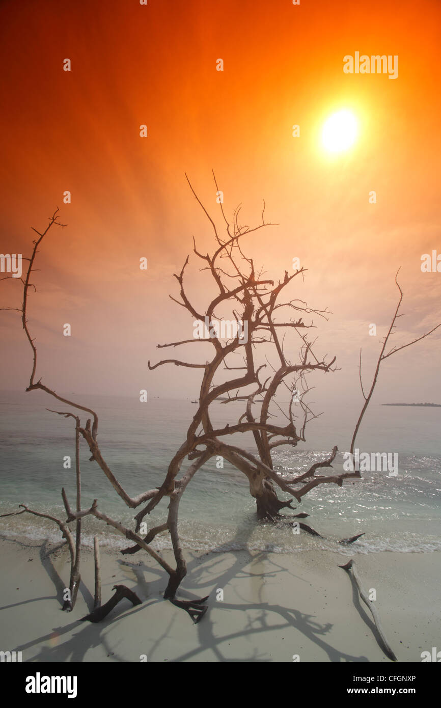Maldives sea tree hi-res stock photography and images - Alamy