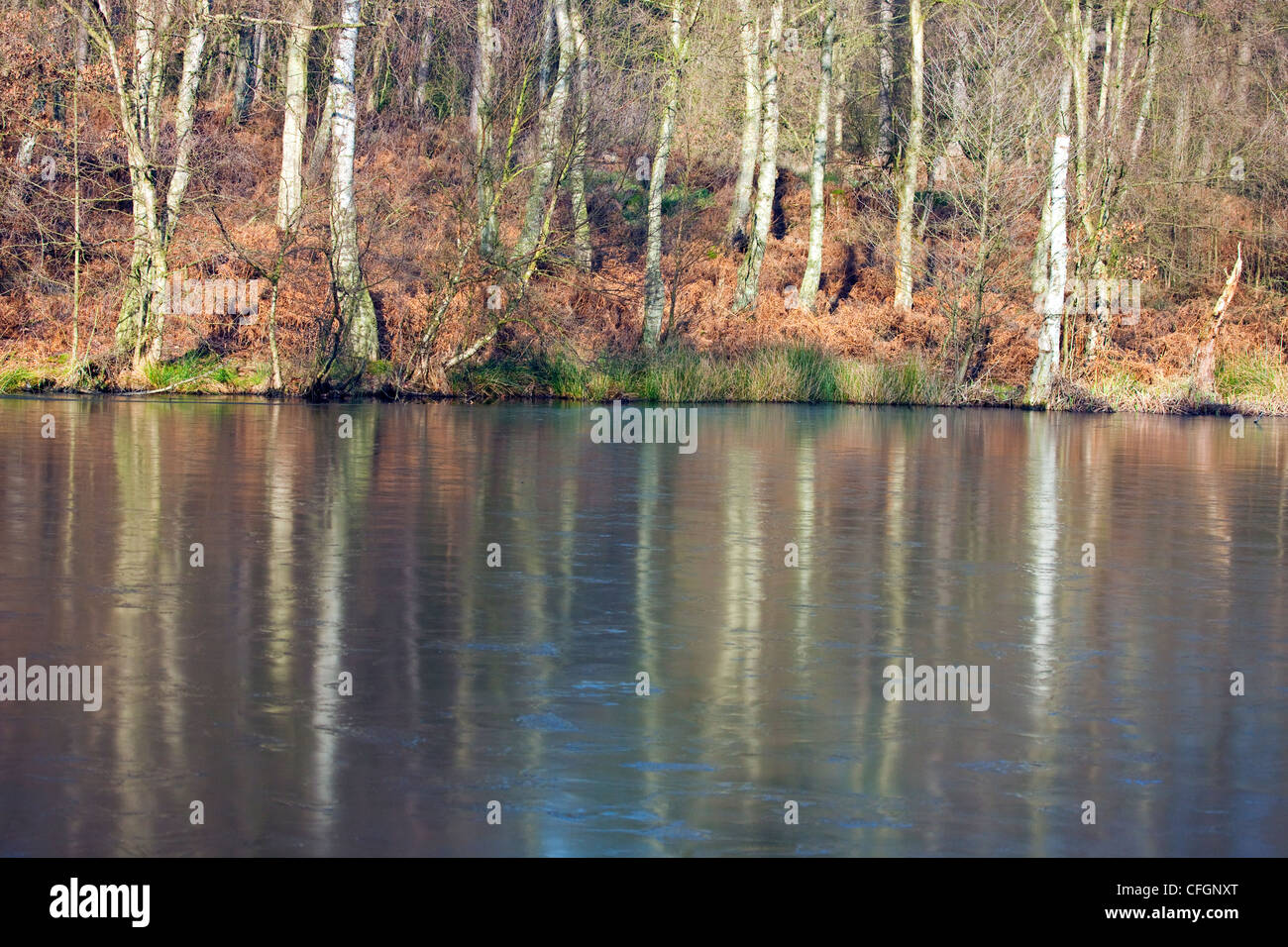 Horsepasture Pool Beaudesert Old Park Cannock Chase AONB (area of ...