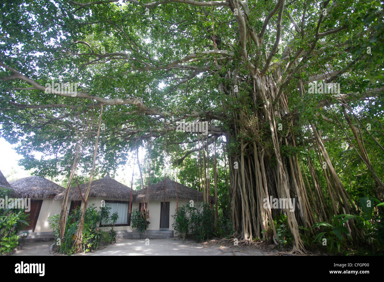Large banyan tree at Biyadhoo island, Maldives Stock Photo - Alamy