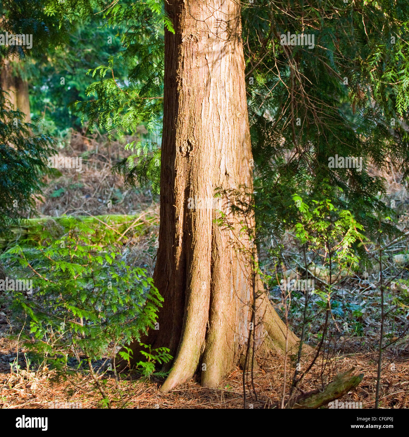 Near Horsepasture Pool Beaudesert Old Park Cannock Chase AONB (area of ...