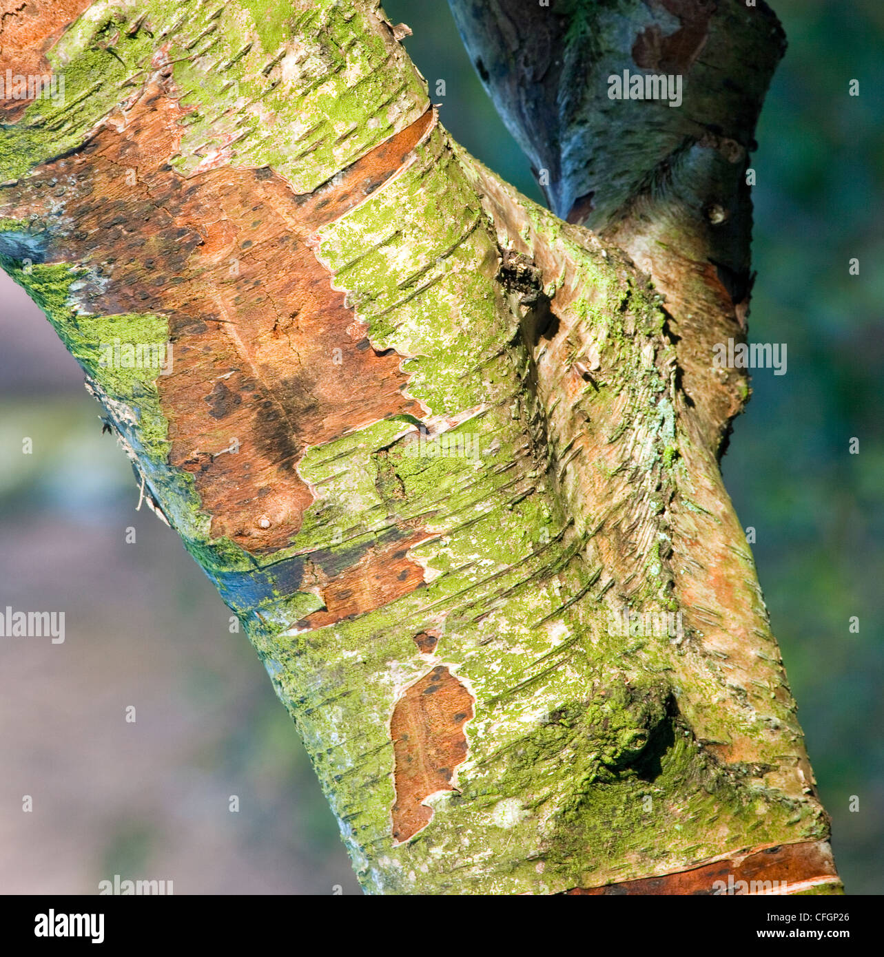 Trunk moss covered bark of the Silver Birch Cannock Chase AONB (area of ...