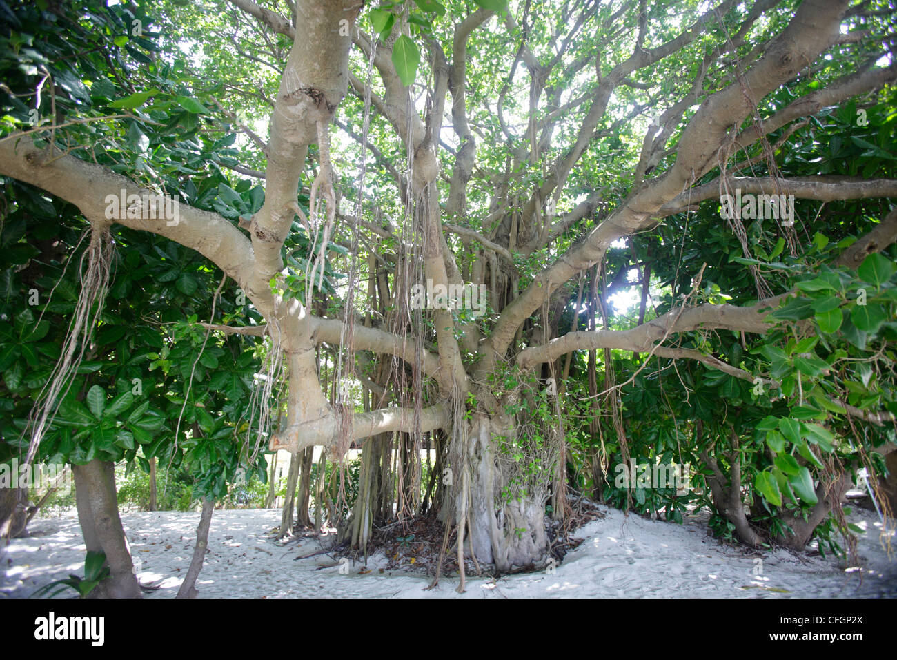Large Banyan Tree High Resolution Stock Photography and Images - Alamy