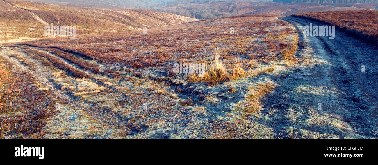Heathland in mid-winter Cannock Chase Country Park AONB (area of ...