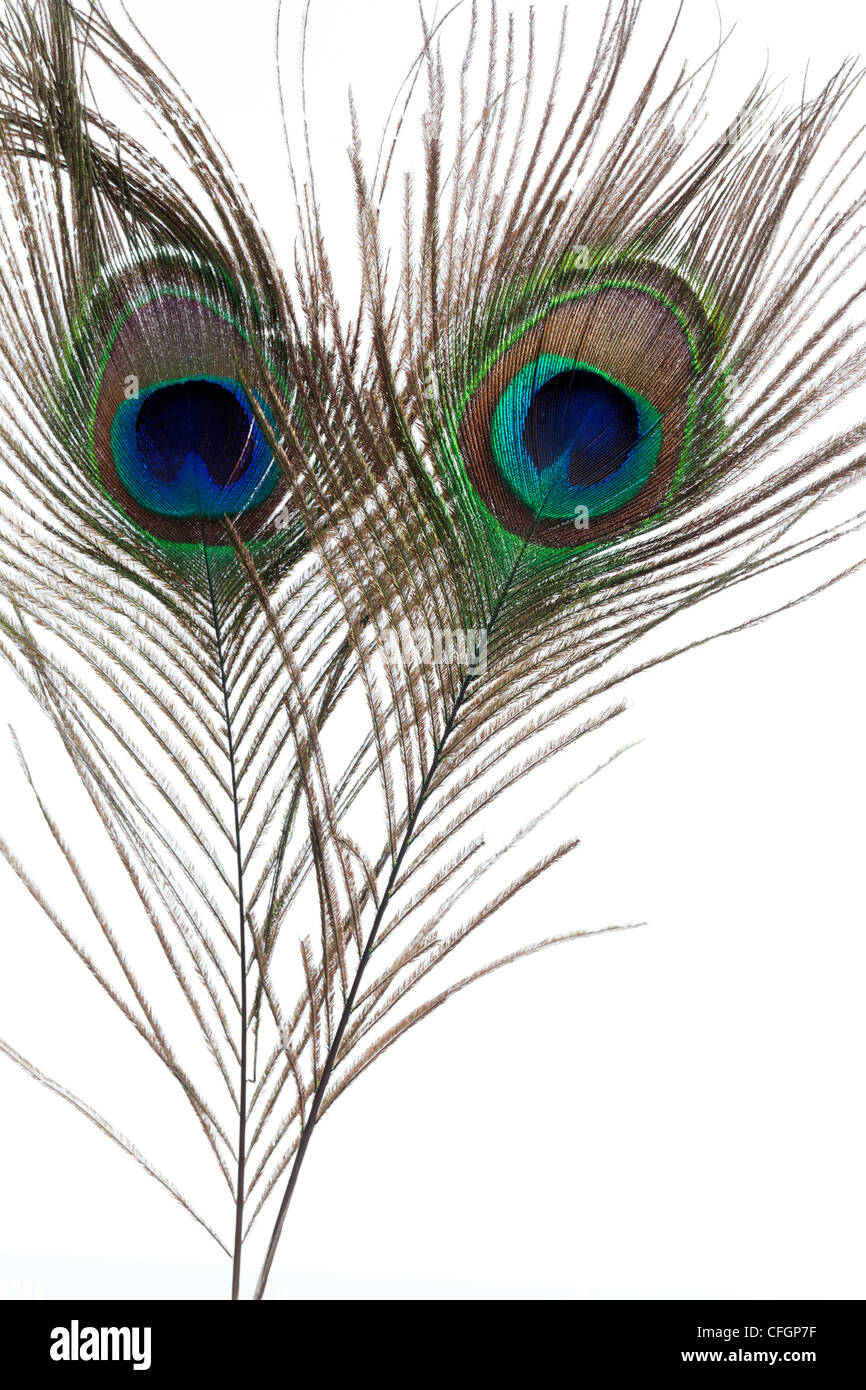 Two Peacock feathers on white background Stock Photo - Alamy