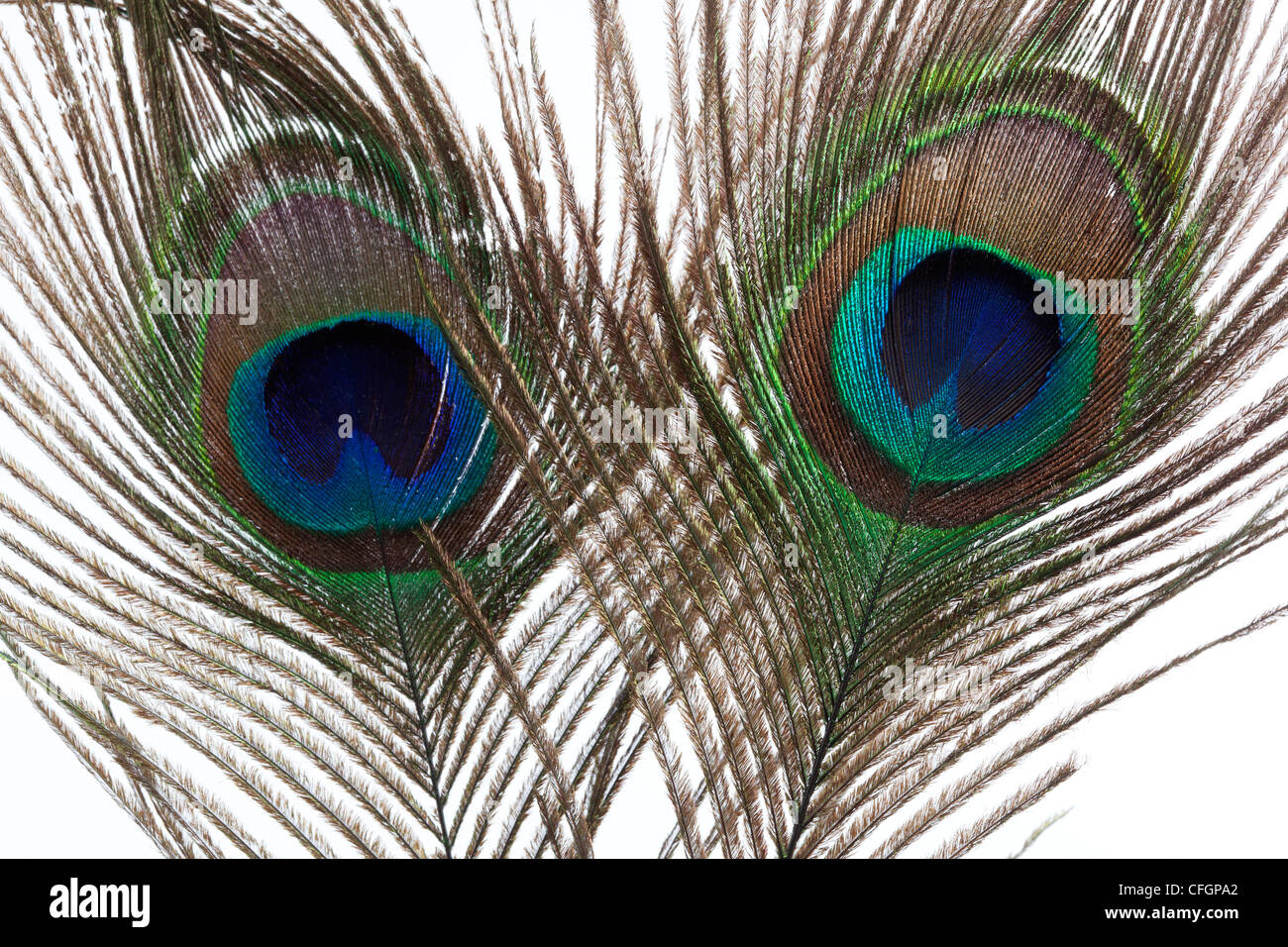 Two Peacock feathers on white background Stock Photo - Alamy