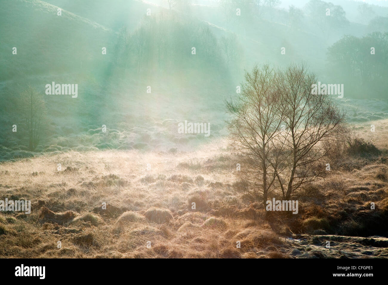 Sherbrook valley cannock chase hi-res stock photography and images - Alamy