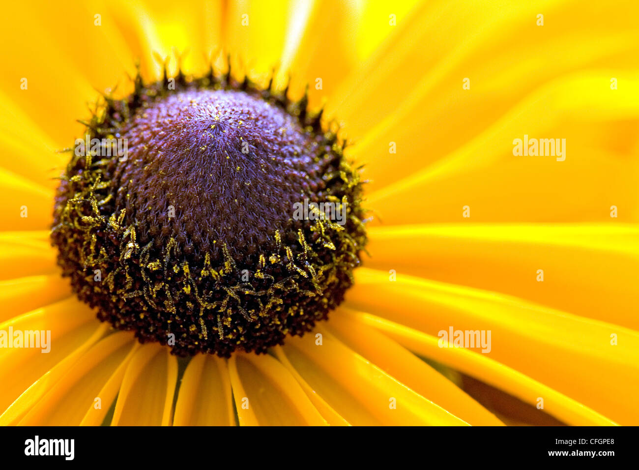 Flowers pistil hi-res stock photography and images - Alamy