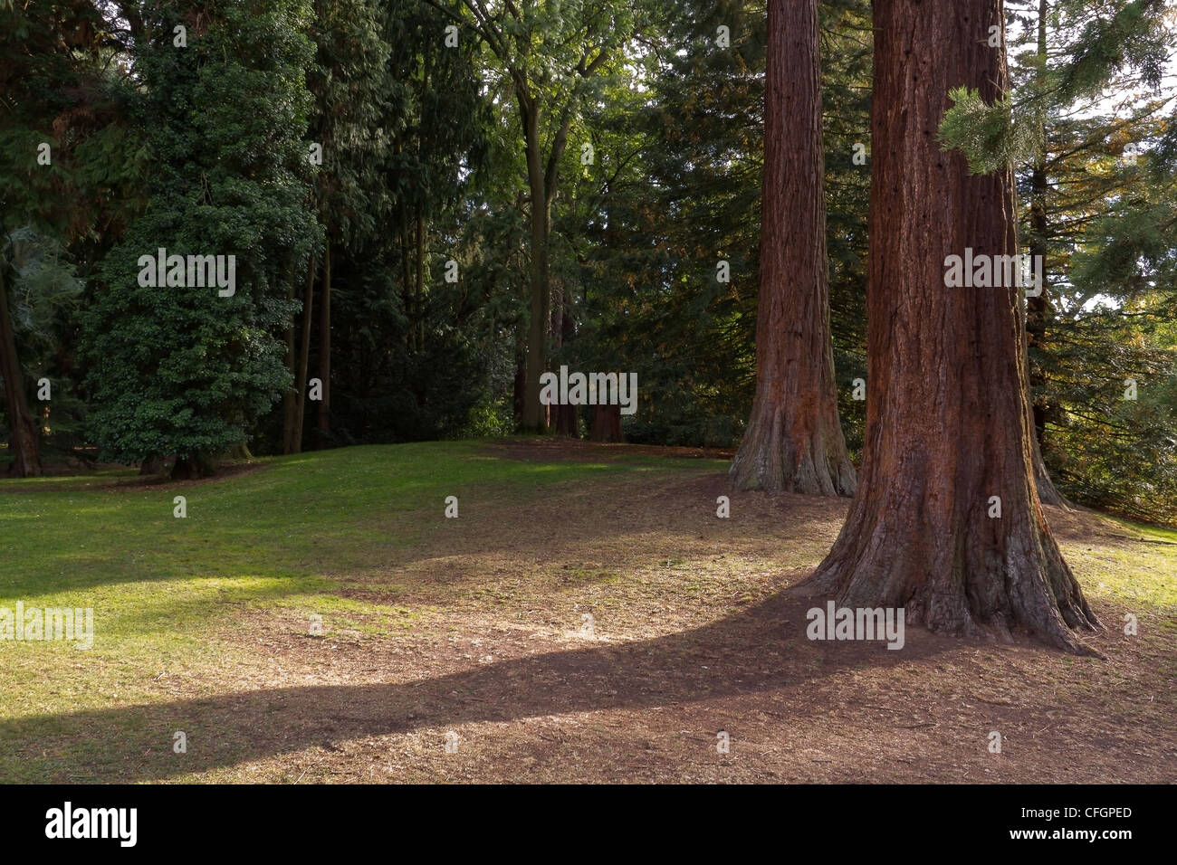 A tree bough giving a shadow among other trees in the forest Stock ...